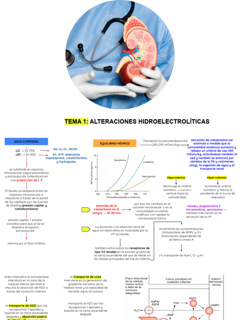 Nefro 1 - Medicina 1 | PDF | Especialidades Medicas