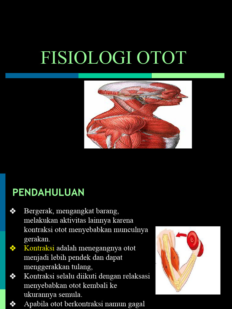 Fisiologi Otot | PDF