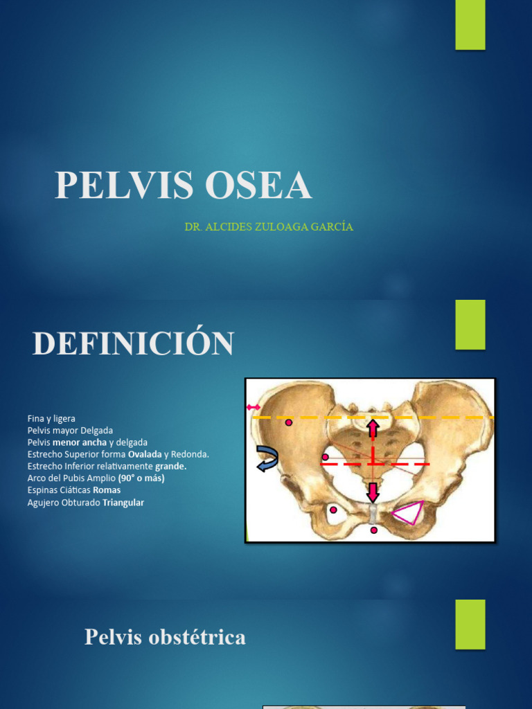 Pelvis Osea Pdf Pelvis Anatomía