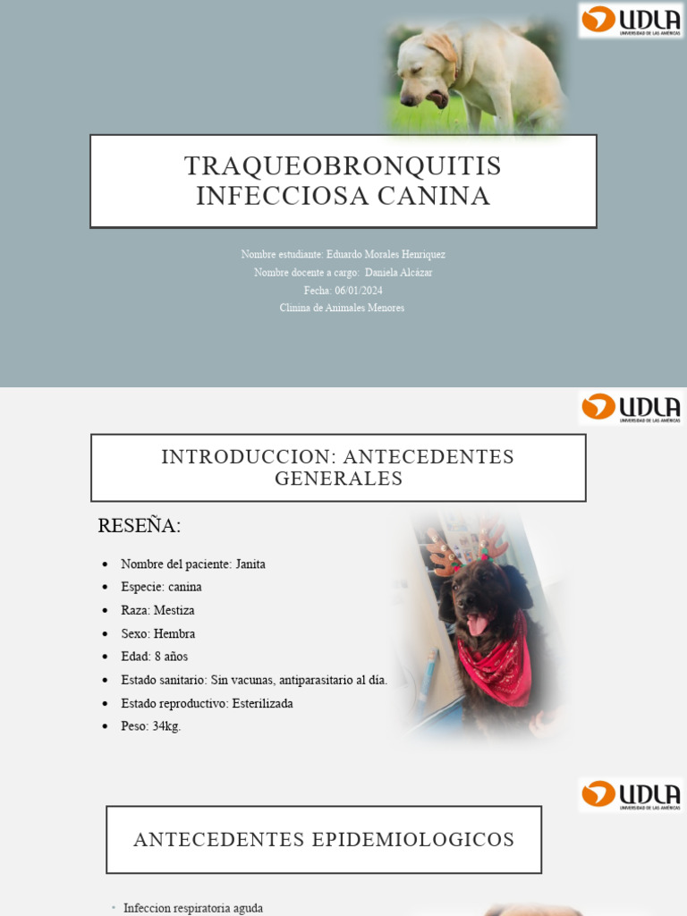 Traqueobronquitis Infecciosa Canina - Eduardo Morales | PDF | Tos ...