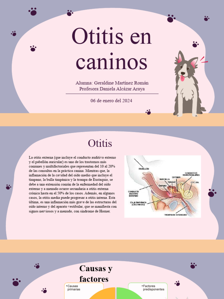 Otitis Externa in Animals by Slidesgo | PDF | Oído | Ciencias de la Salud