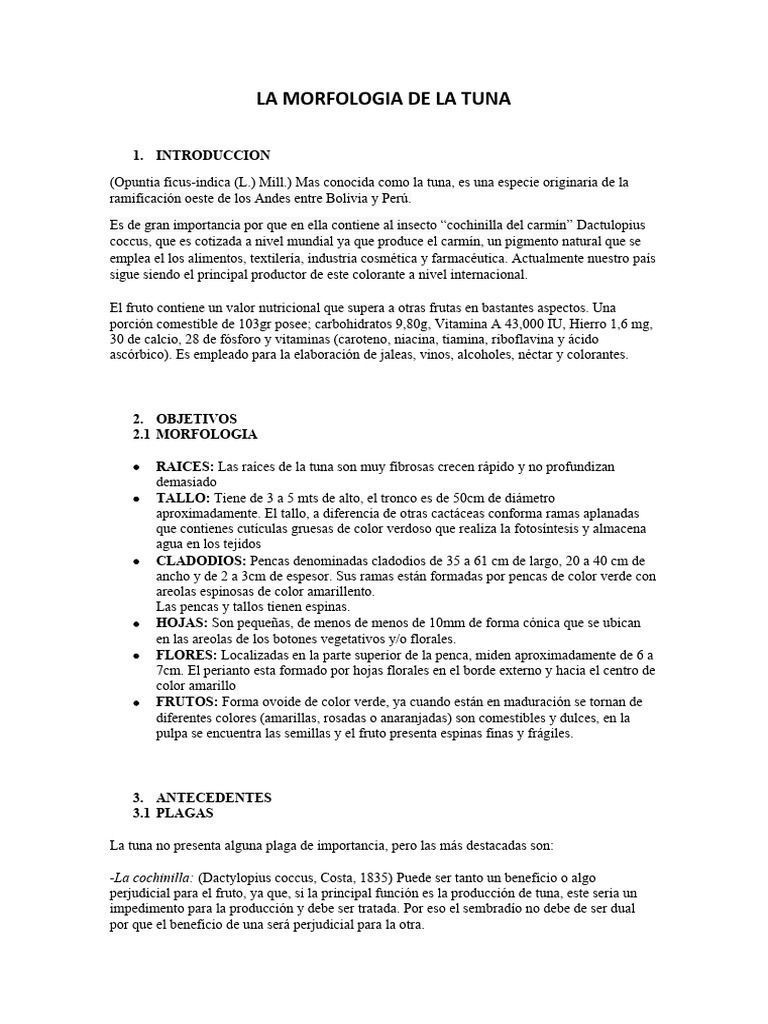 La Morfologia de La Tuna | PDF | Tallo de la planta | Botánica