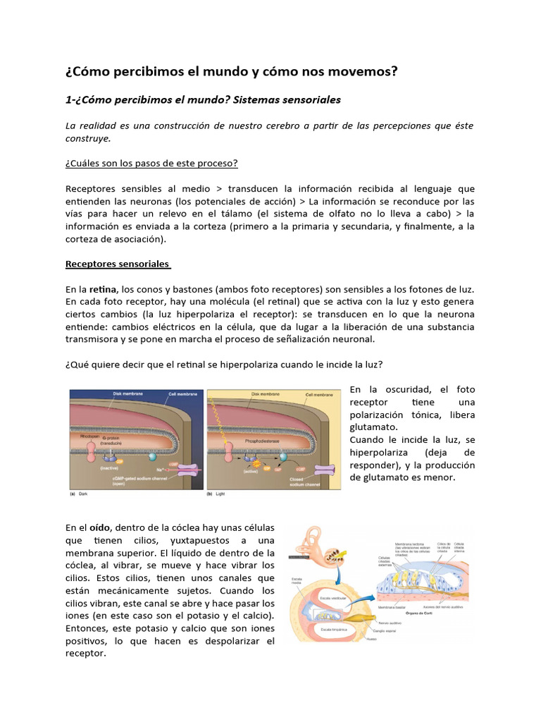 ¿Cómo Percibimos El Mundo? | PDF
