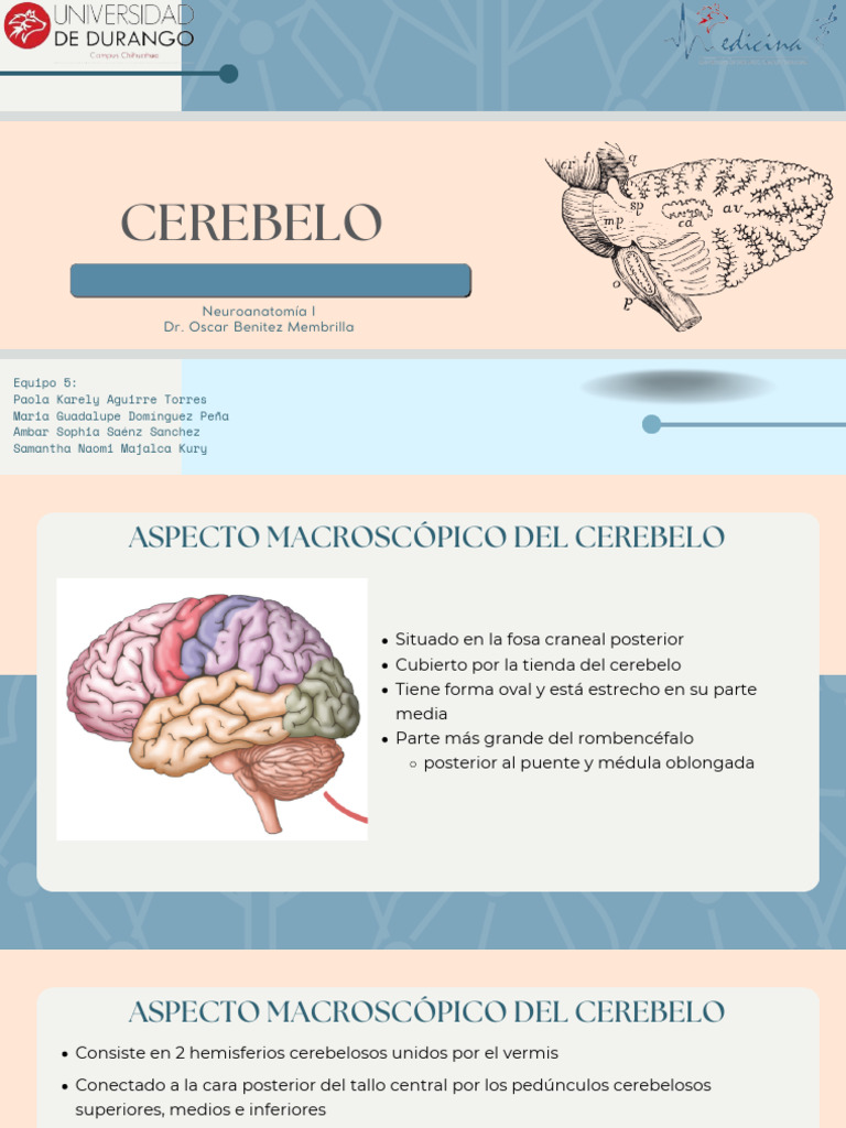 Cerebelo | PDF | Cerebelo | Corteza cerebral