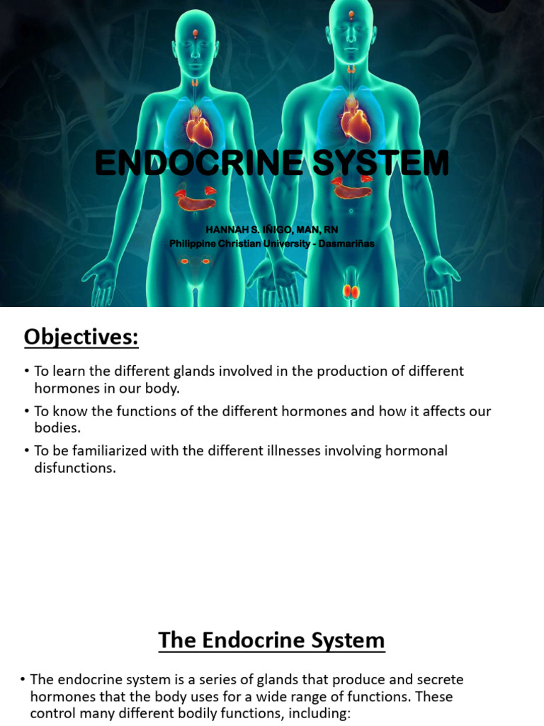 Endocrine System PDF | PDF | Polycystic Ovary Syndrome | Hypoglycemia