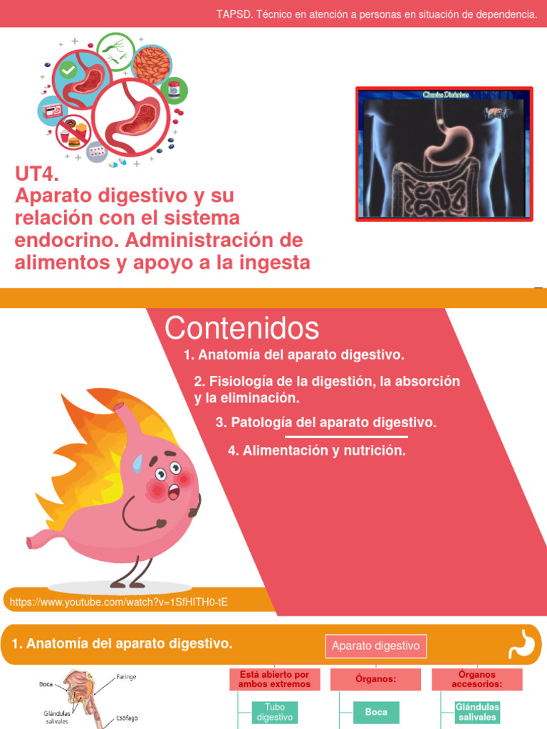 Ut4. Sistema Endocrino y Aparato Digestivo. Anatomã A, Fisiologã A y ...