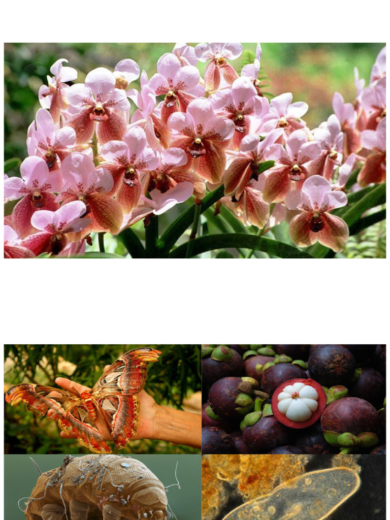 1 Branches Of Biology Pdf Organisms Biology