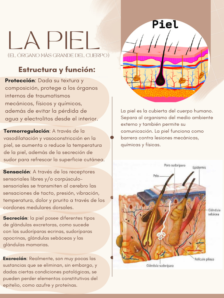 Estructura y funciones de la piel humana | PDF | Piel | Anatomía