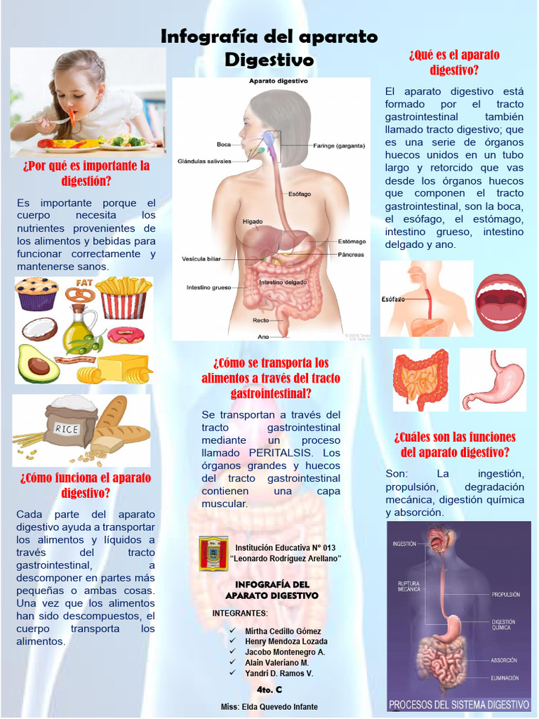 Infografía Del Aparato | PDF | Sistema digestivo humano | Tracto ...