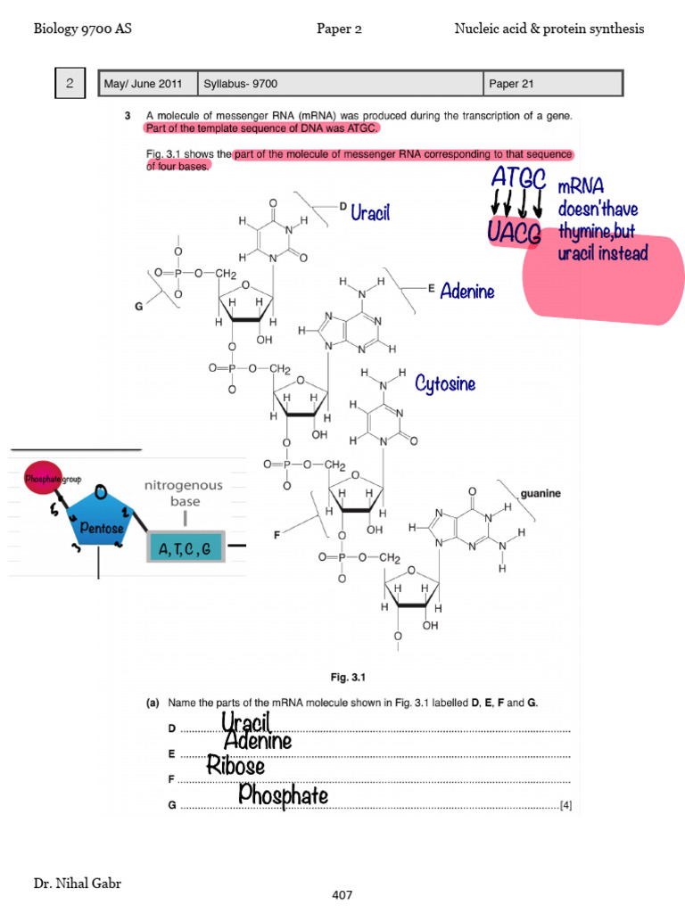 Answered Topic 6 Worksheet As | PDF | Translation (Biology) | Nucleic Acids