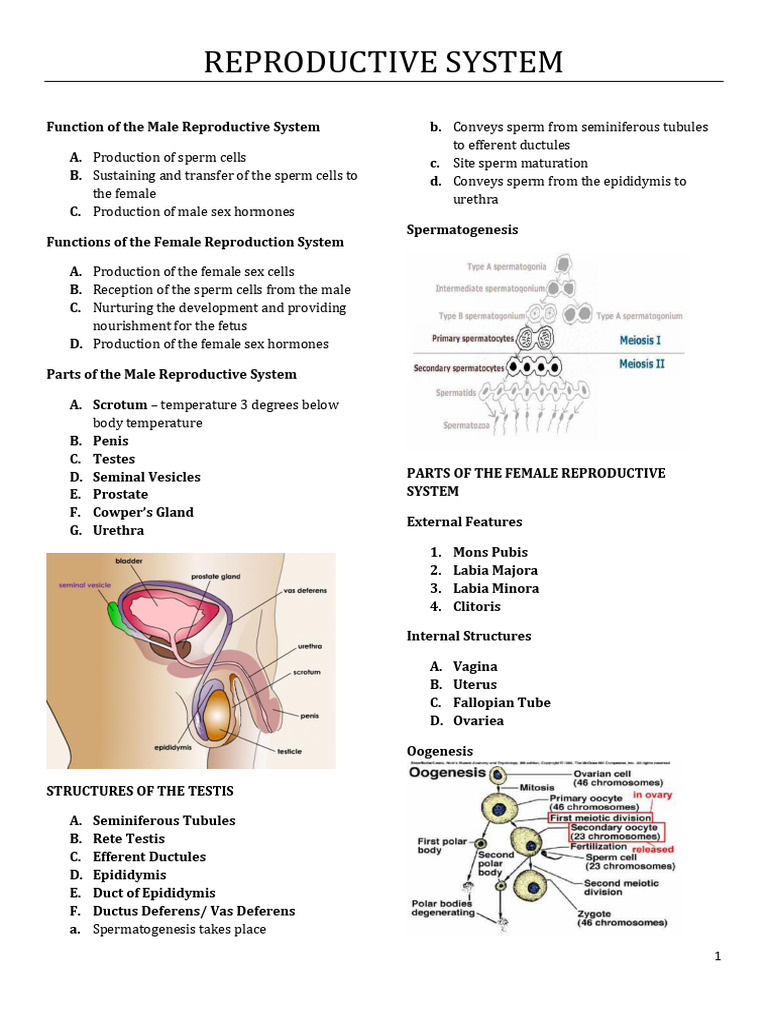 Reproductive System (Week 17) | PDF | Uterus | Prostate