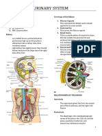 Urinary System Medical Terminology Guide | PDF | Kidney | Urinary System