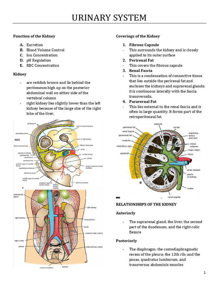 Urinary System (Week 16) | PDF | Kidney | Urinary System