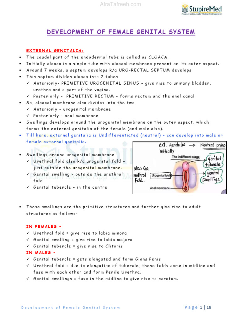 ObsNGyn - Development of Female Genital System Atf | PDF | Uterus | Vagina