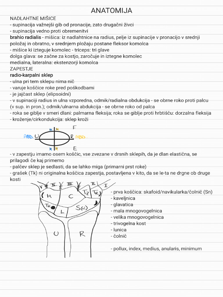 Anatomija 240110 105700 | PDF