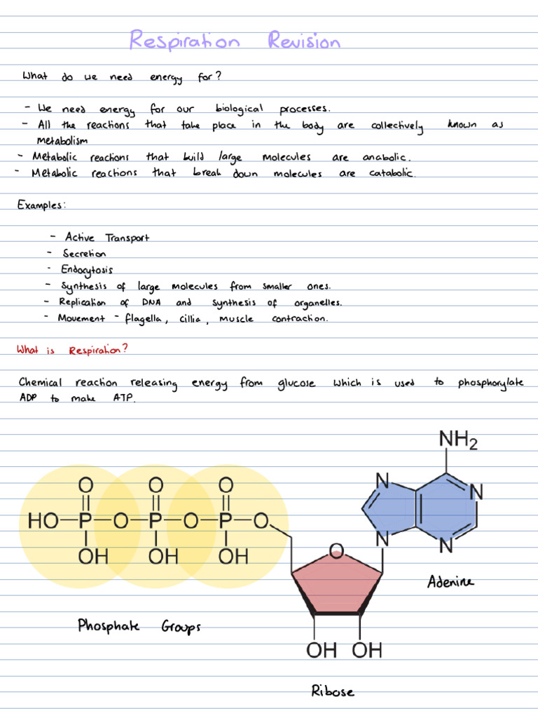 Biology Respiration A-Level OCR Notes | PDF