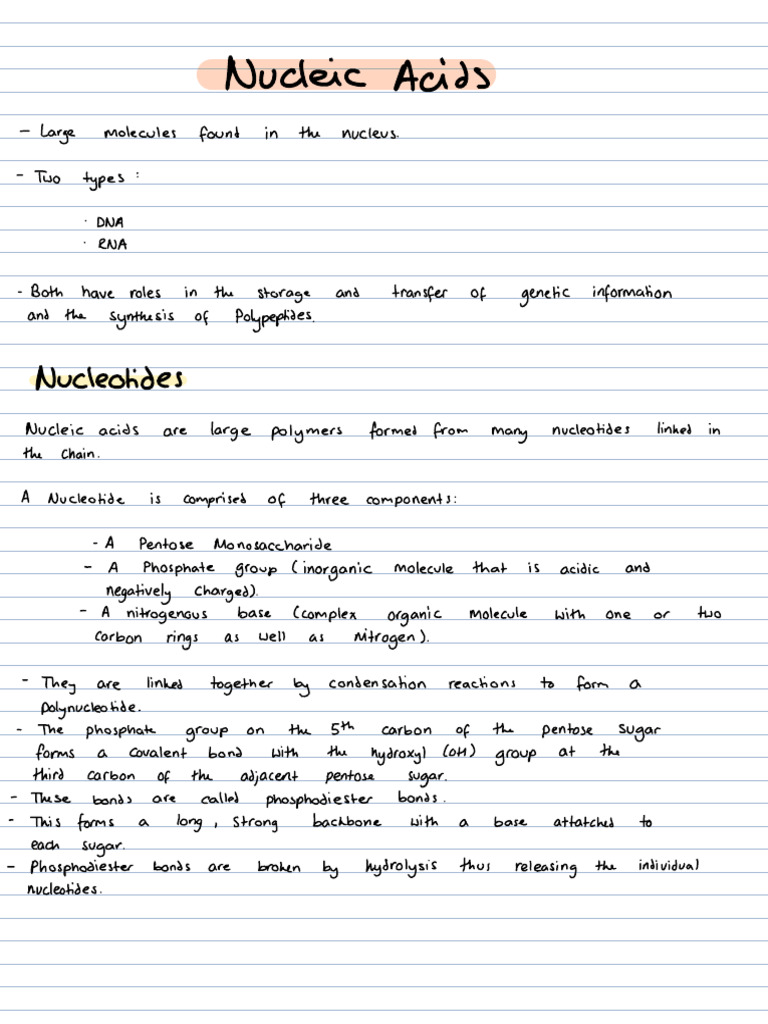 Biology Nucleic A-Level OCR Notes | PDF | Dna | Rna