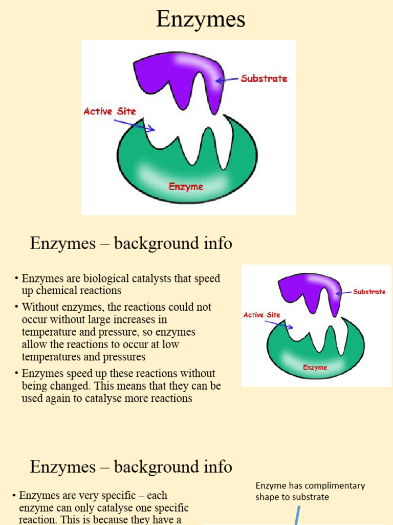 Enzymes: Biological Catalysts Explained | PDF | Enzyme | Active Site