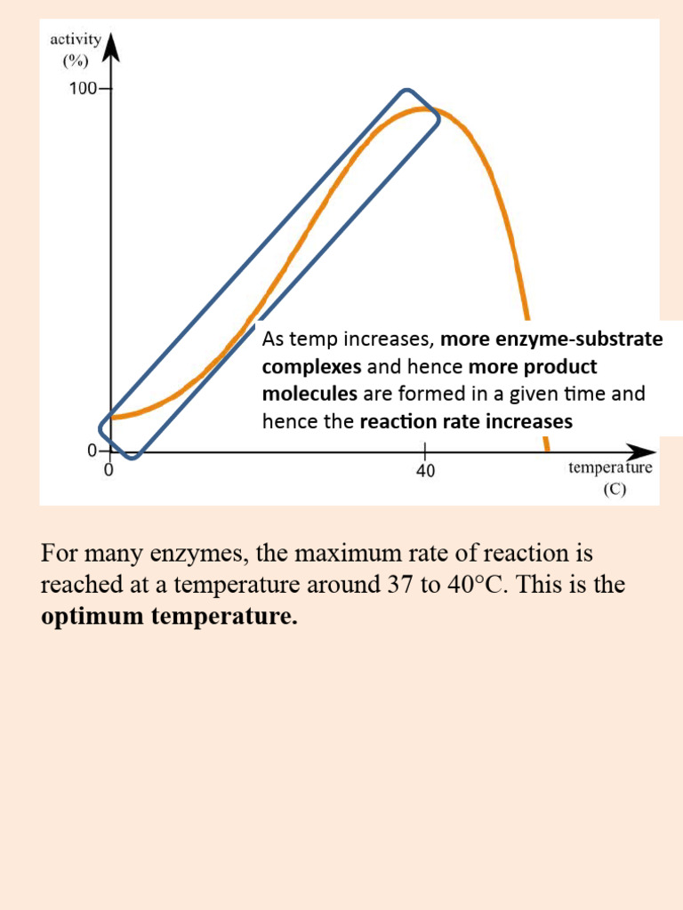 Lesson 4 Effect of Temperature On Enzyme Activity | PDF
