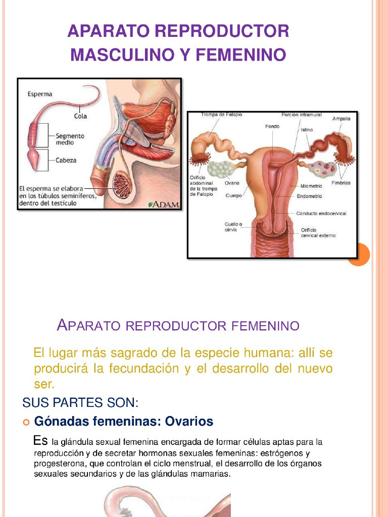 PDF Aparato Reproductor Masculino y Femenino Compress | PDF