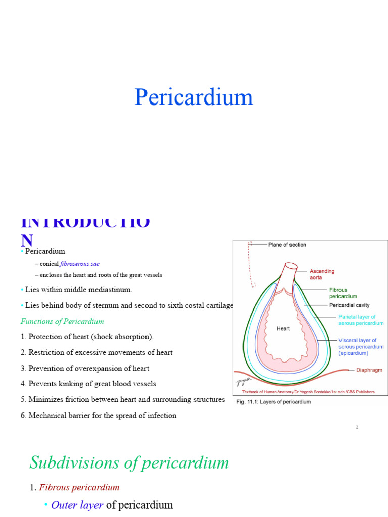Pericardium | PDF | Heart | Atrium (Heart)