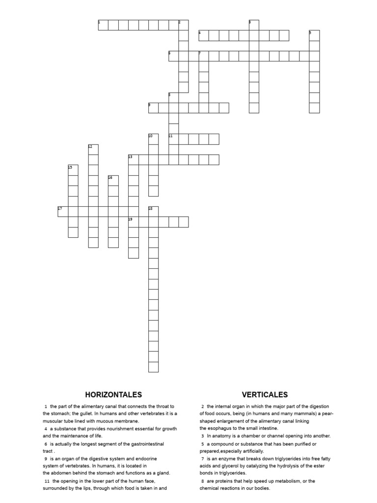 Crossword Puzzle Anatomy | PDF | Gastrointestinal Tract | Digestion