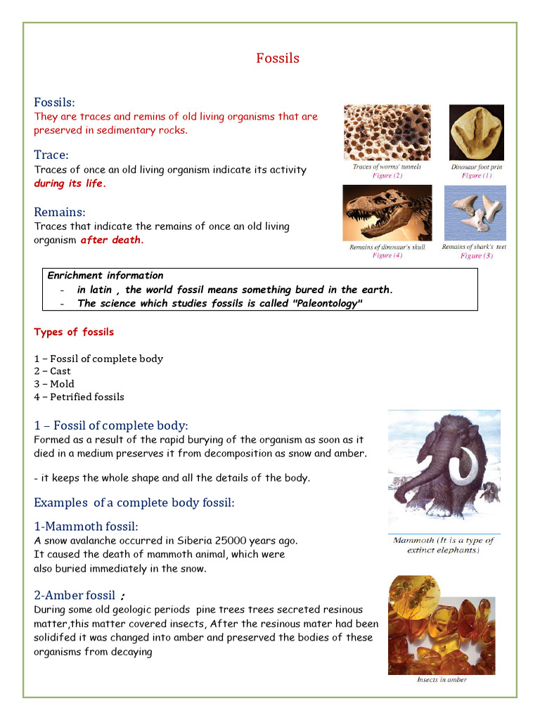 Fossils | PDF | Fossil | Earth Sciences
