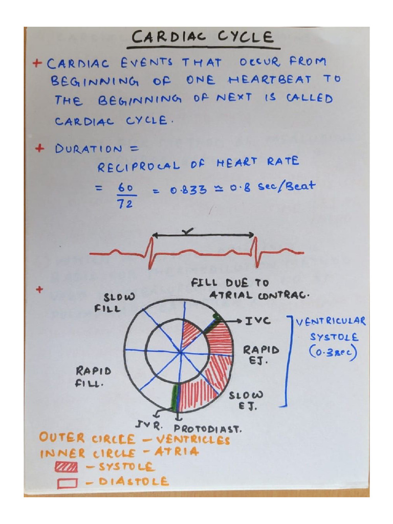 Cardiac Cycle | PDF