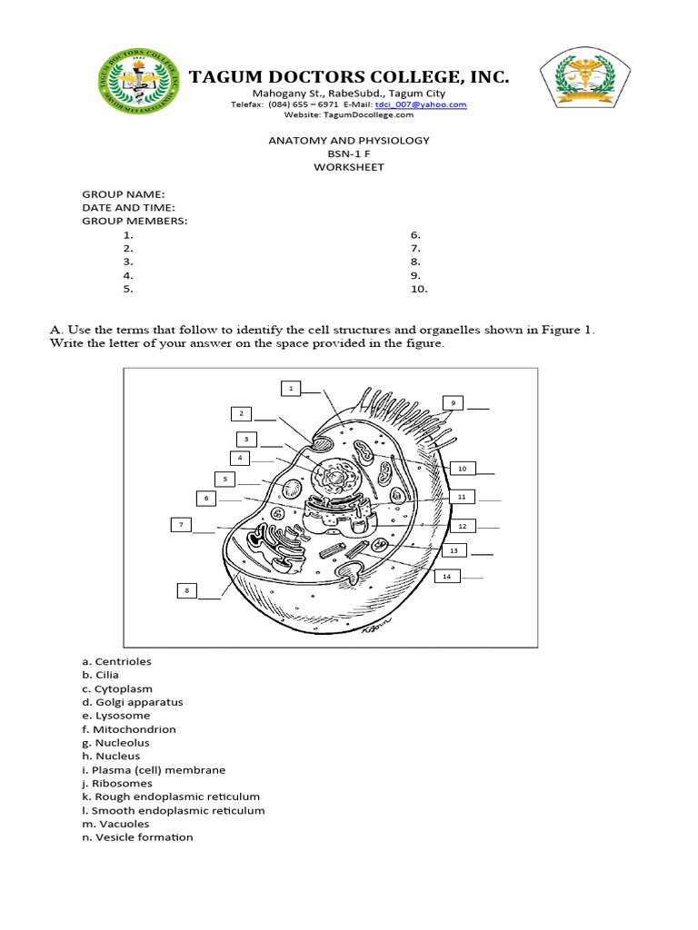 Anatomy and Physiology Worksheets | PDF | Epithelium | Anatomy