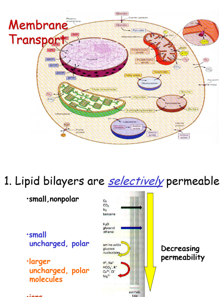 Lec.4 Diffusion and Osmosis | PDF | Osmosis | Lipid Bilayer
