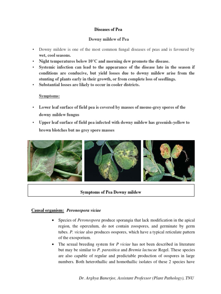 Diseases of Pea | PDF | Mycology | Plants