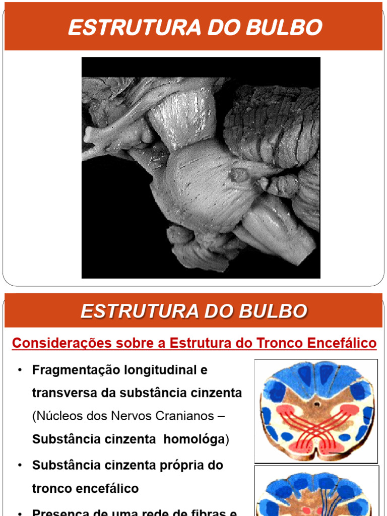 Aula 14 - Bulbo-Estrutura | Download grátis PDF | Substância branca | Nervo