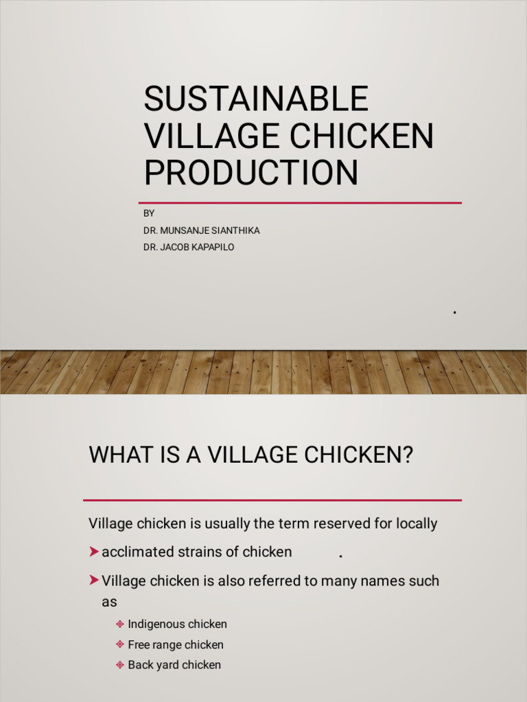 Sustainable Village Chicken Production | PDF | Chicken | Ornithology