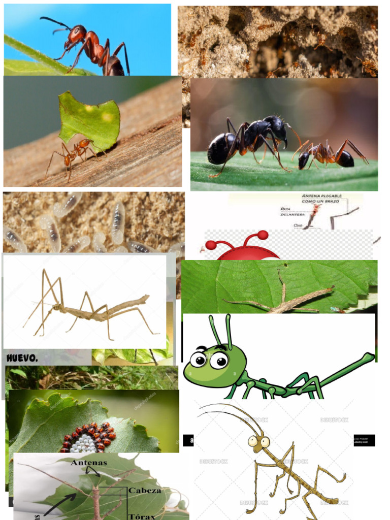 INSECTOS | PDF