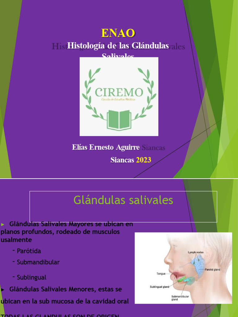 01 Glandulas Salivales 2023 | Descargar gratis PDF | Saliva | Anatomía