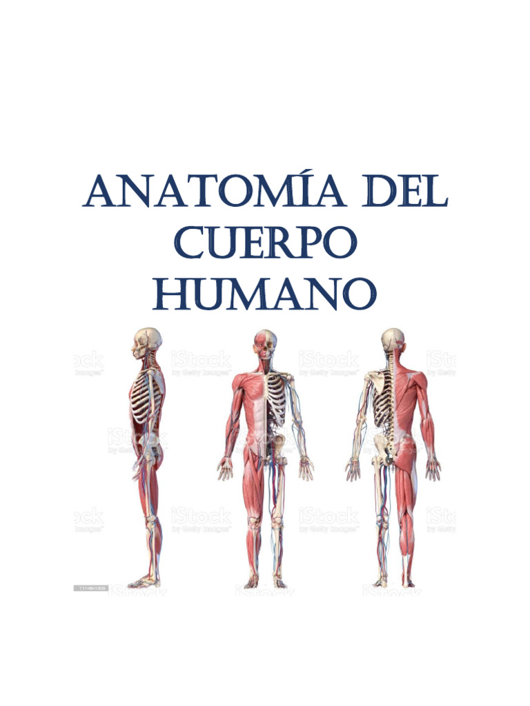 Anatomía Basica | PDF | Articulación | Esqueleto