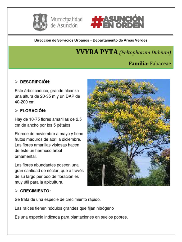 Yvyra Pyta | PDF