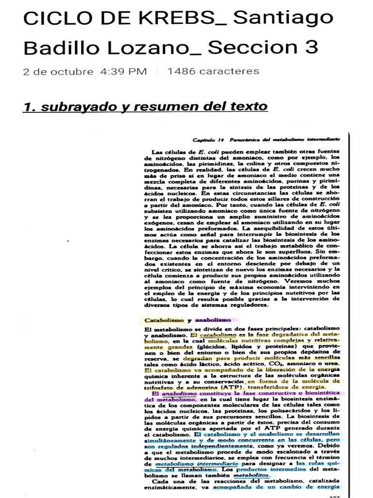 Ciclo de Krebs - Santiago Badillo Lozano - Seccion 3 | PDF | Metabolismo | Enzima