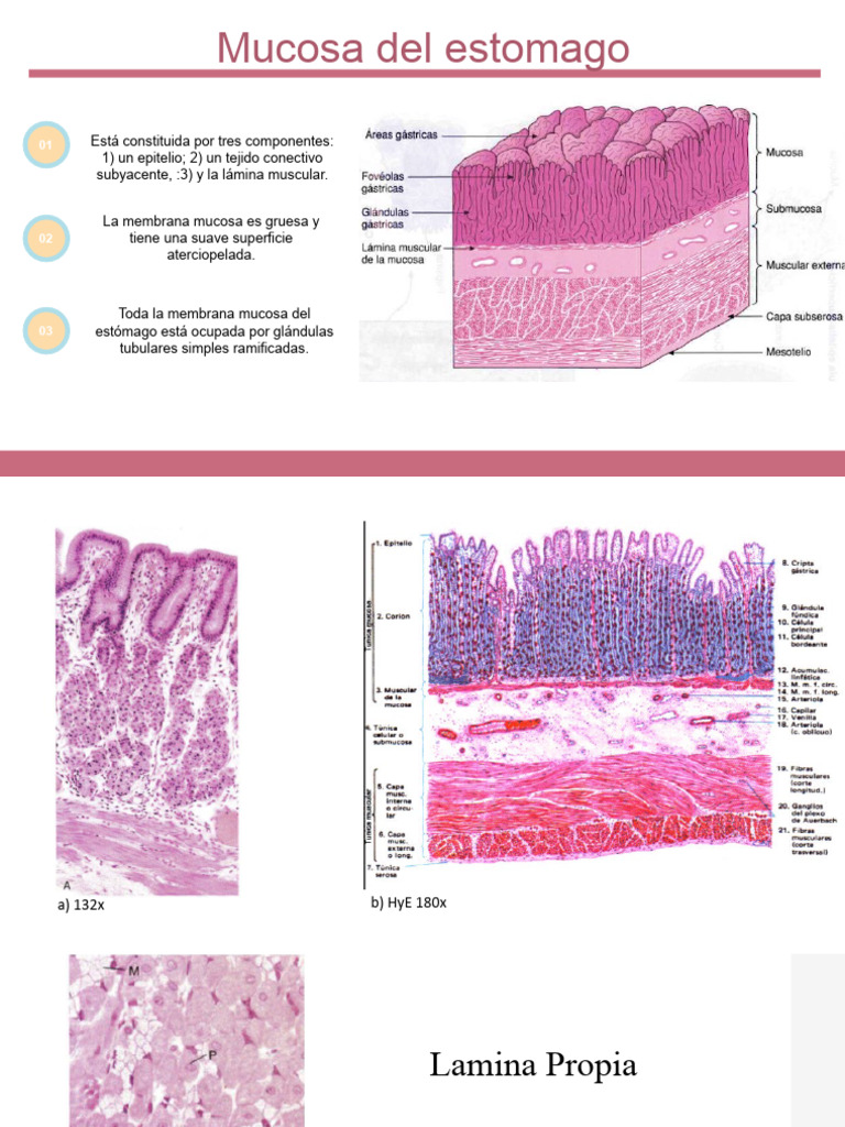 Histo J | PDF | Estómago | Anatomía