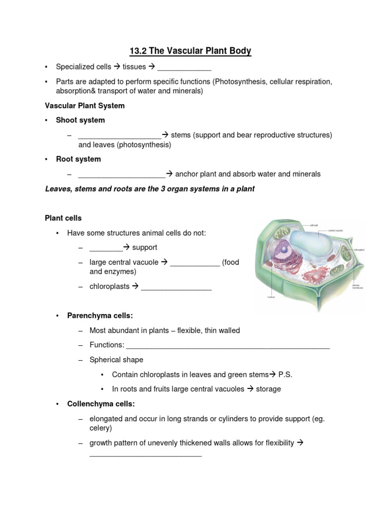 Vascular Plant Structure and Function | PDF | Tissue (Biology) | Plant Stem