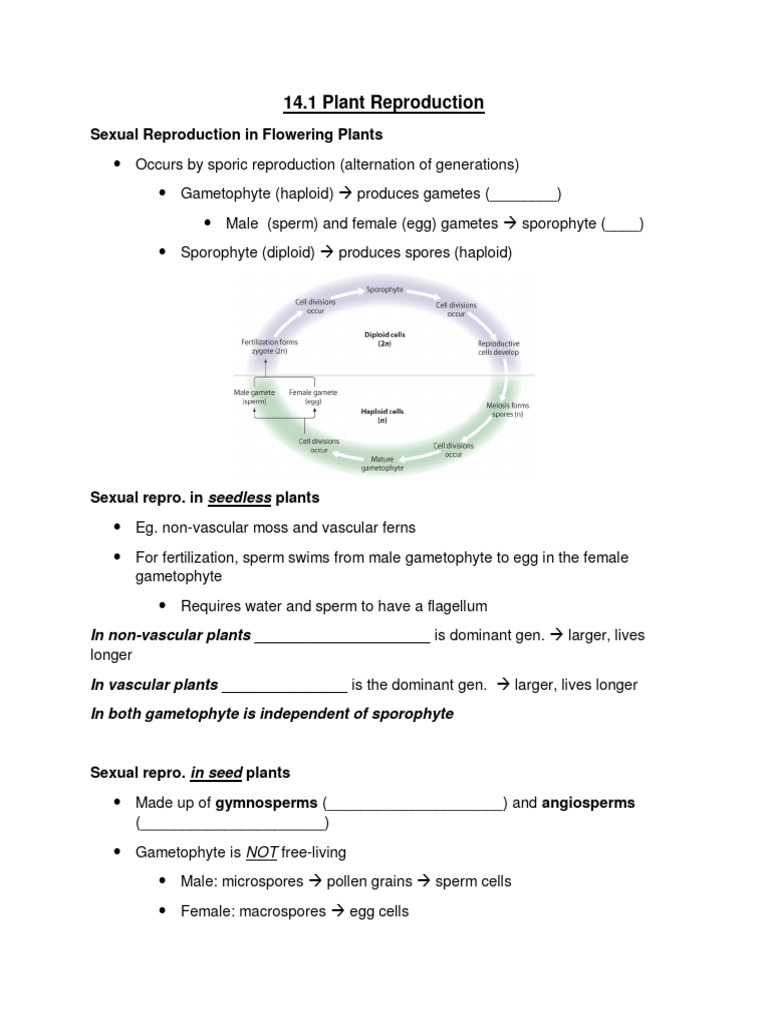 14.1 Plant Reproduction-Student Sheet | PDF | Plant Reproduction | Flowers
