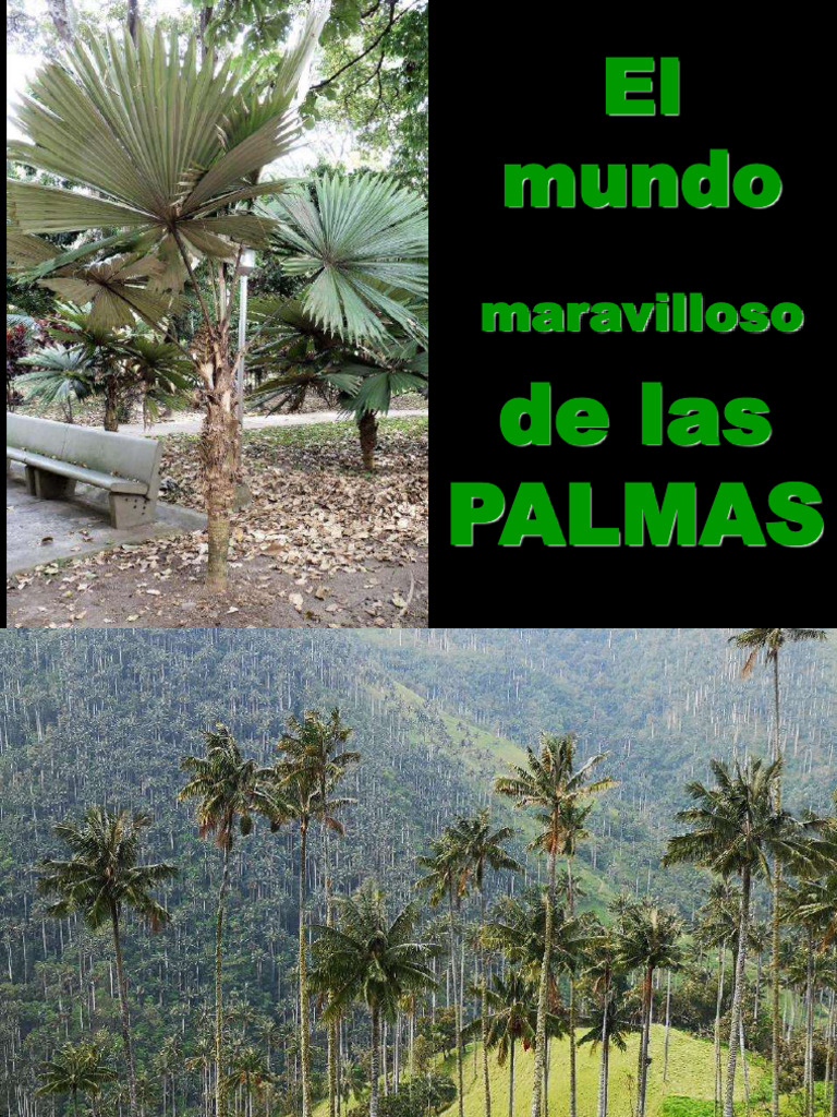 Clasificación y Manejo de Palmas | PDF | Arecaceae | Semilla