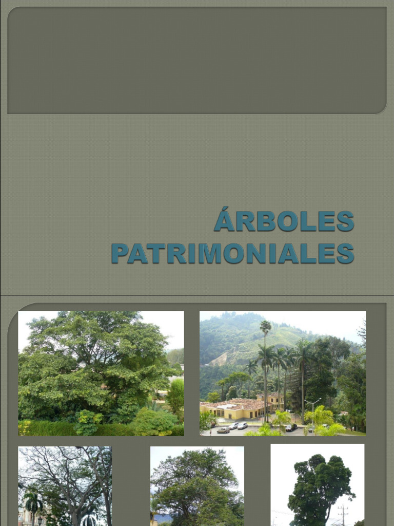 Arboles Patrimoniales | PDF | Arboles | Plantas