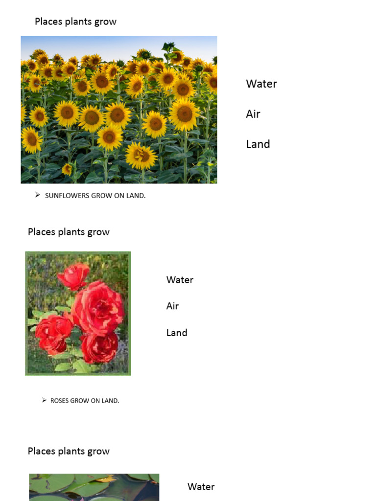 Where Plants Thrive: Water & Land | PDF