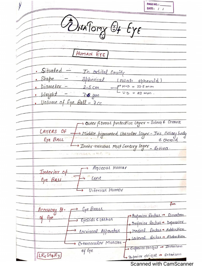 Eye Anatomy | PDF