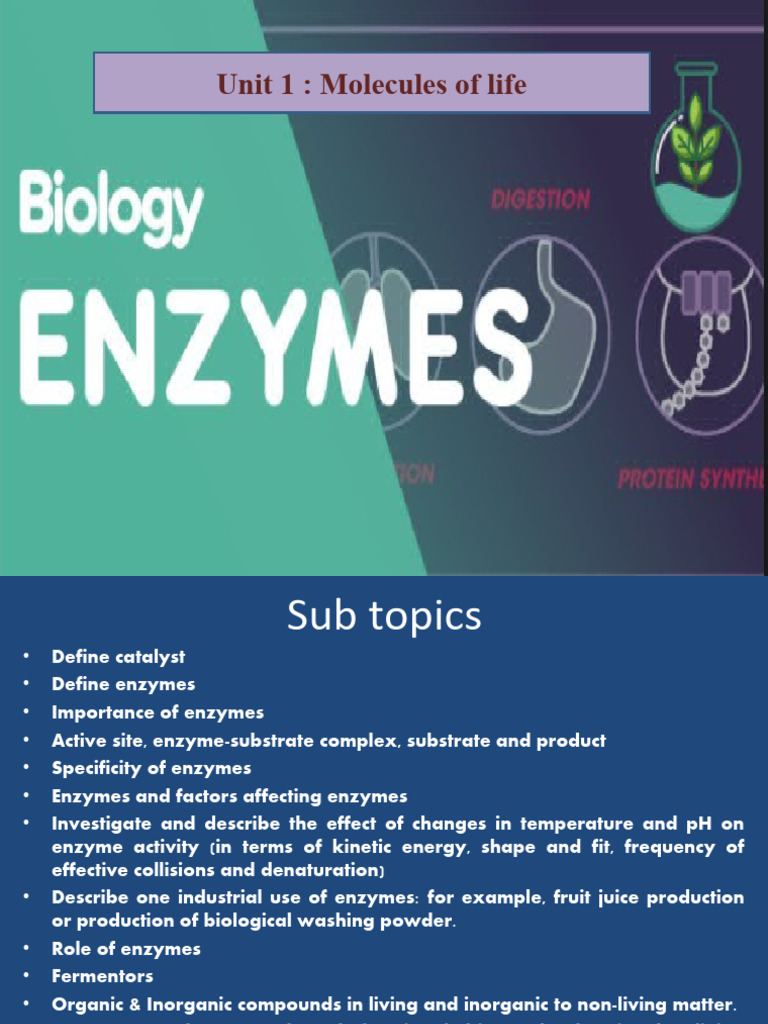 MYP 4 Enzymes | PDF | Science & Mathematics