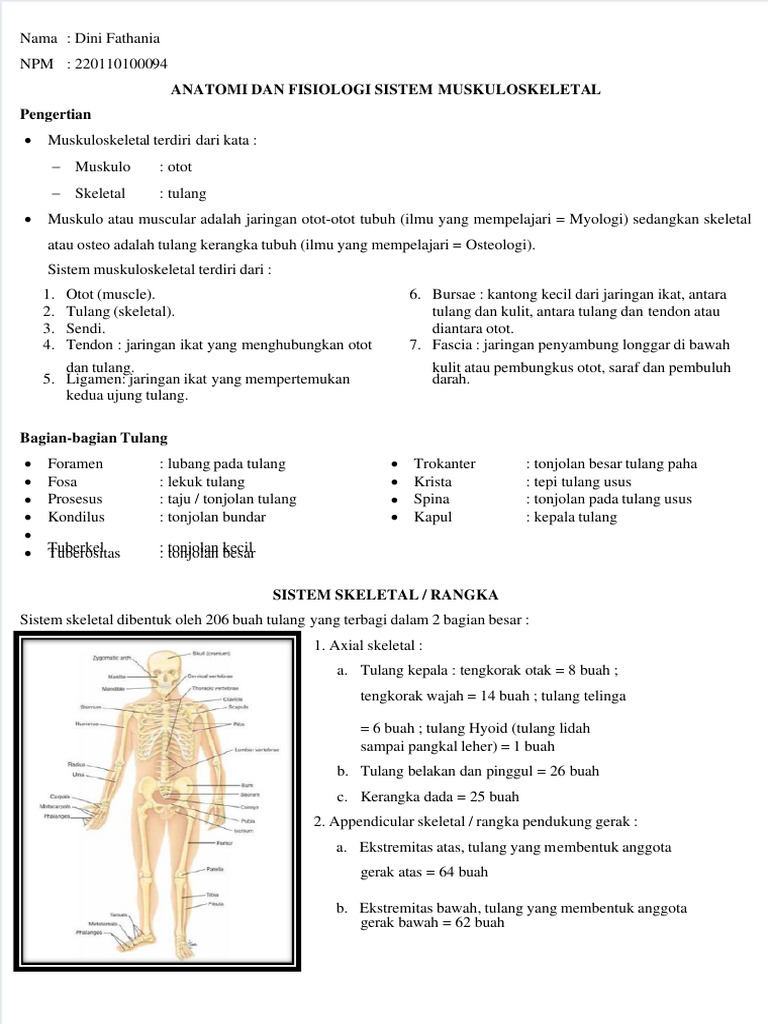 Dokumen - Tips - Anatomi Dan Fisiologi Sistem Muskuloskeletal | PDF