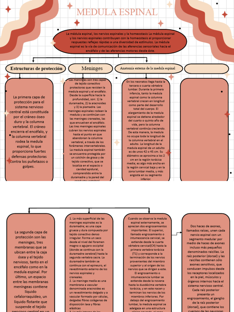 Protección y Anatomía de la Médula Espinal | PDF | Médula espinal ...
