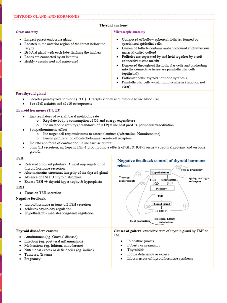 Thyroid Pathophysiology | PDF | Thyroid | Hyperthyroidism