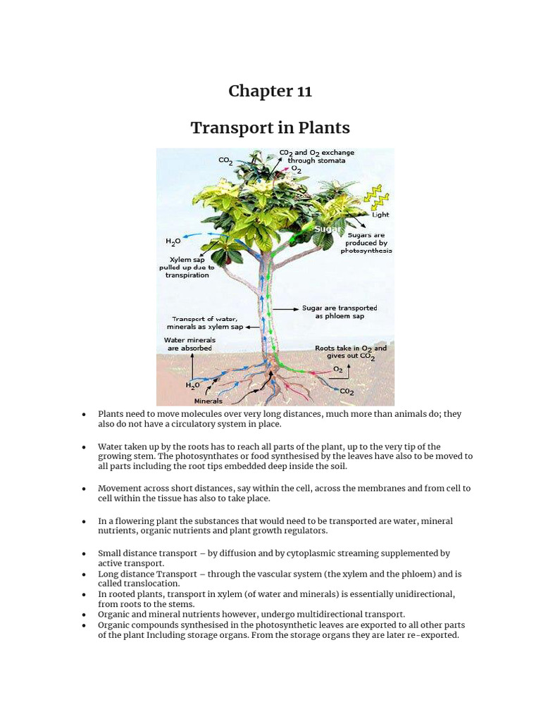 Ch-11 Transport in Plants | PDF | Osmosis | Stoma
